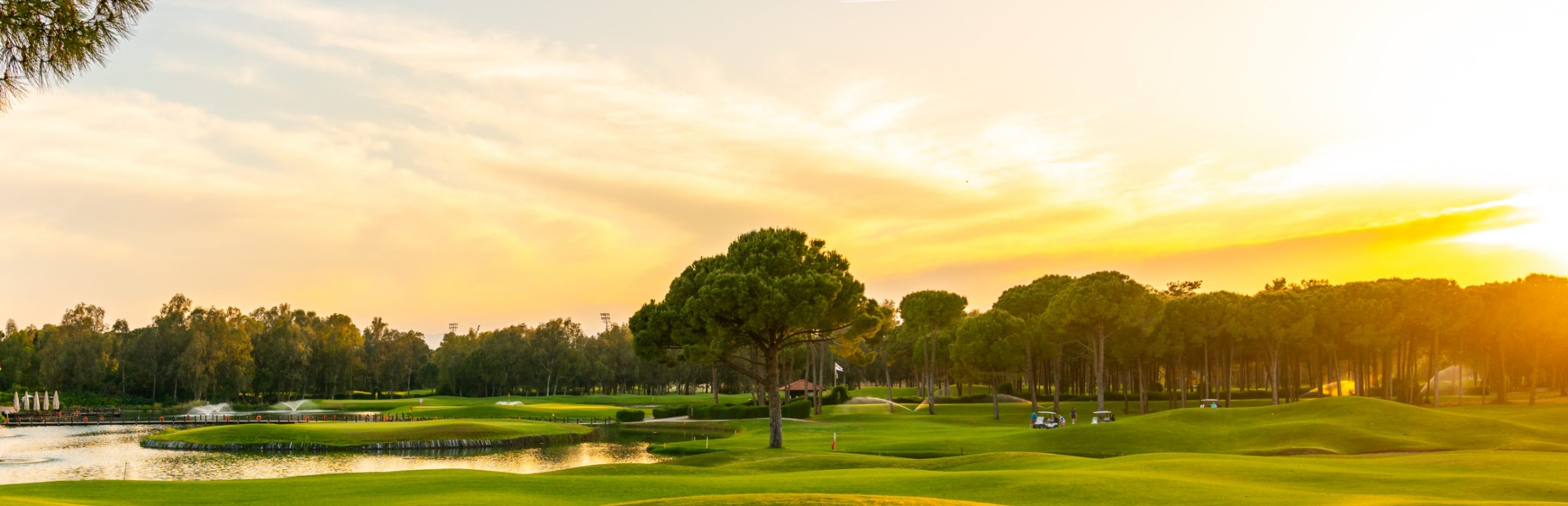 To tree or not to tree - STRI